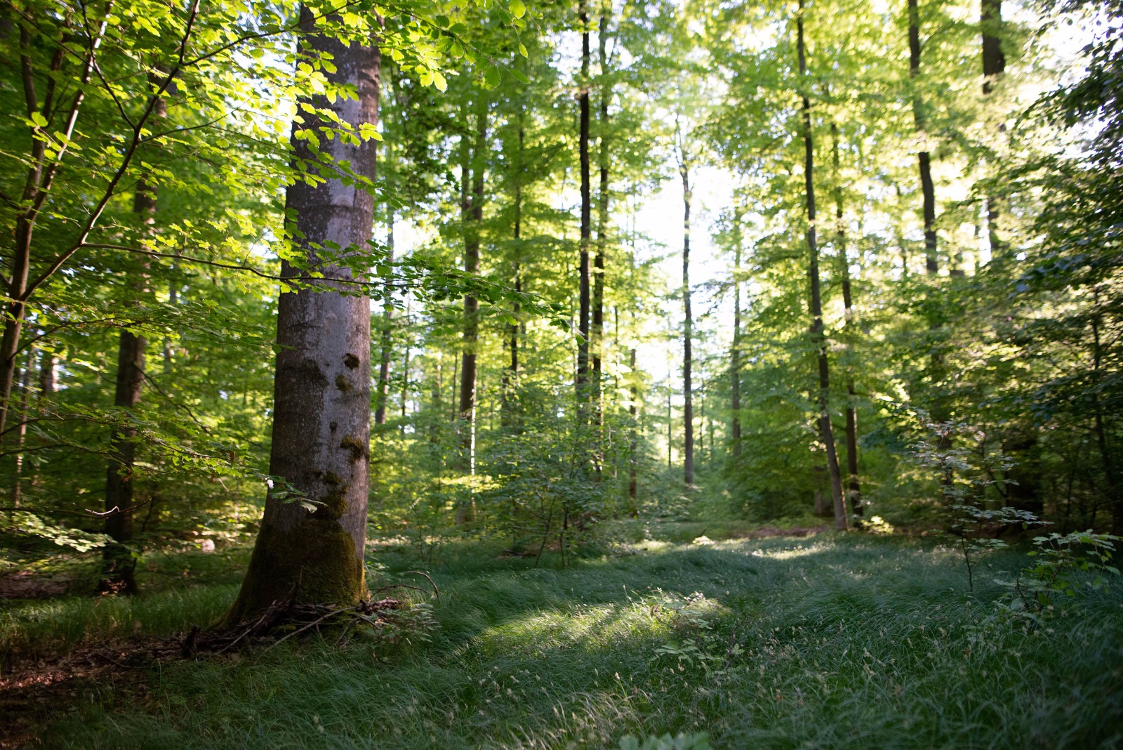 c1fd37b5-4861-4c79-ab45-a4d60f108586 • Verein Nationalpark Steigerwald