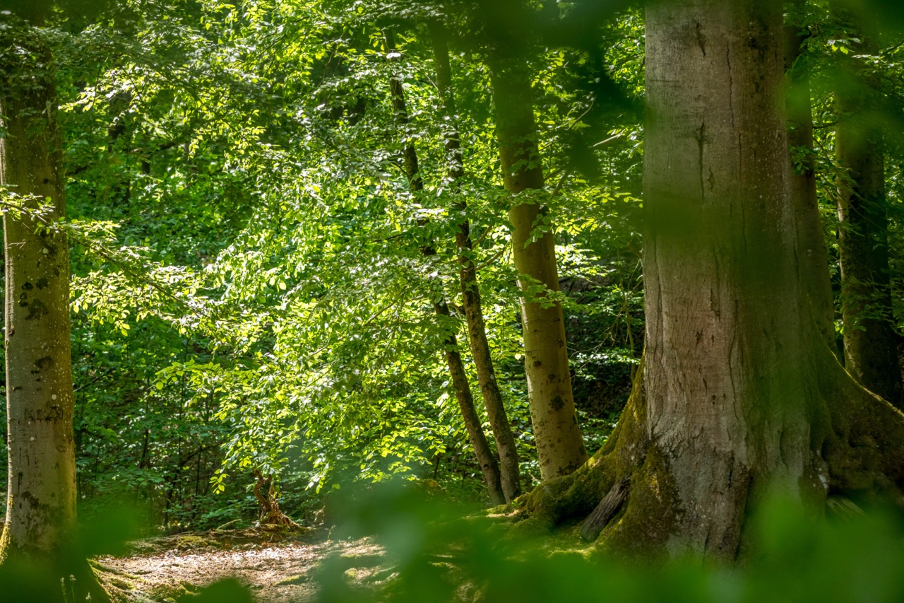 "Der Steigerwald ist Nationalpark-würdig" Neue Studie von Prof. Dr ...
